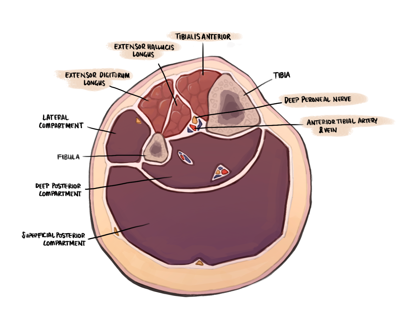 Anterior compartment of the leg